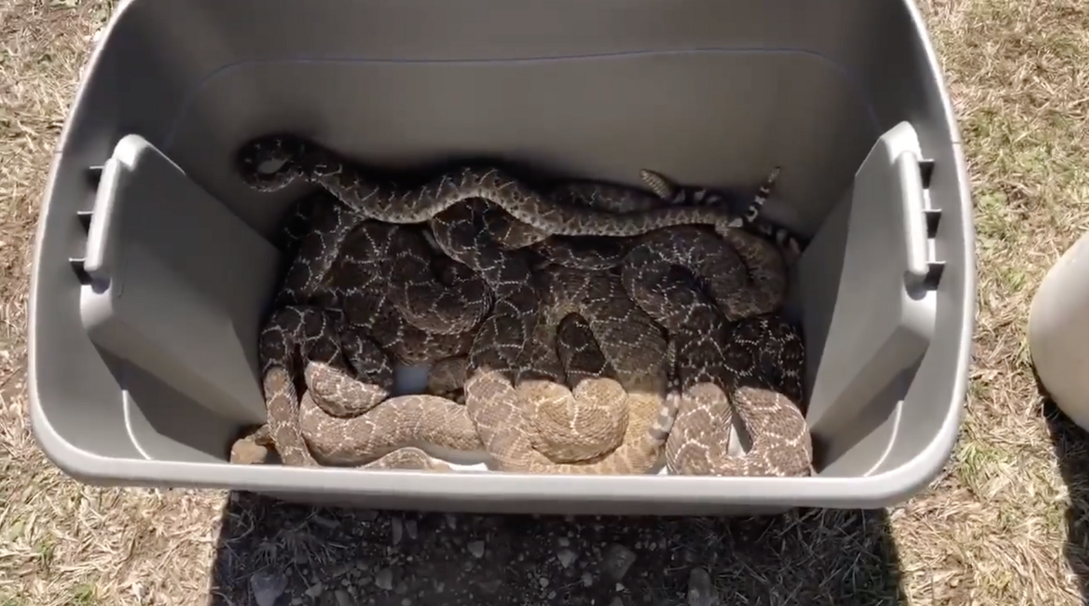 Man Finds 45 Snakes Under His House - The Dodo