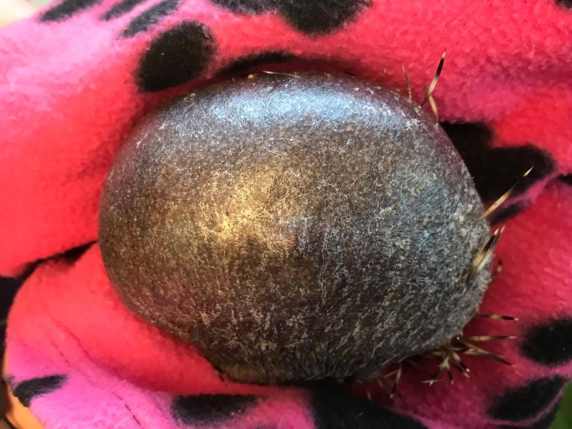 Bald Hedgehog Looks Completely Different After Massages - The Dodo