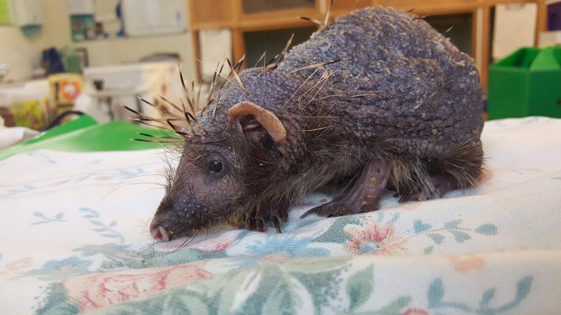 Bald Hedgehog Looks Completely Different After Massages - The Dodo