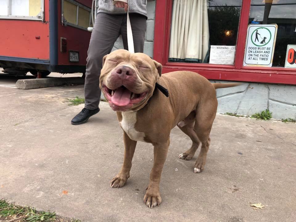 What To Do When You Find A Dog With No Collar