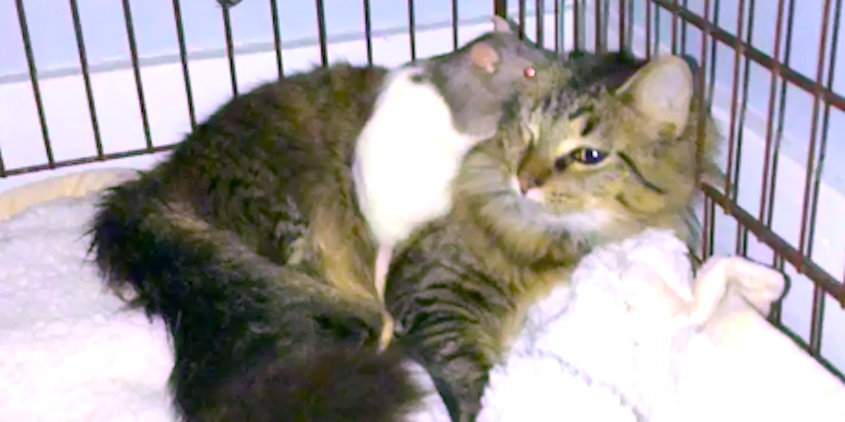 Rescue Cat Gets Caught Sneaking Off To Snuggle Pet Rat - The Dodo