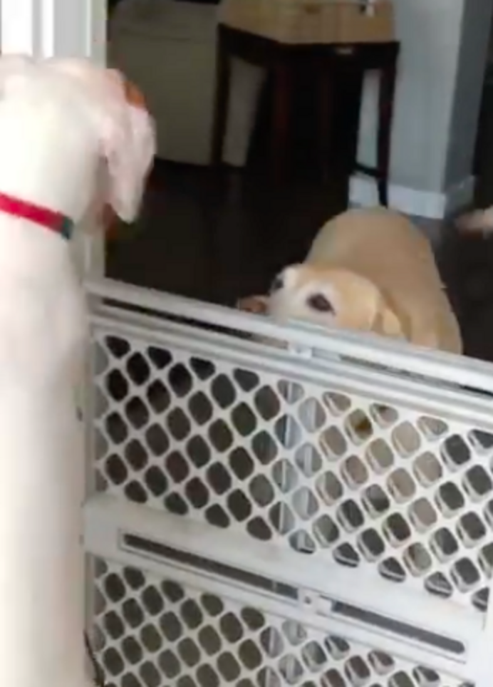 Dog Can’t Believe She’s Seeing Her Friends Again After Moving Away ...