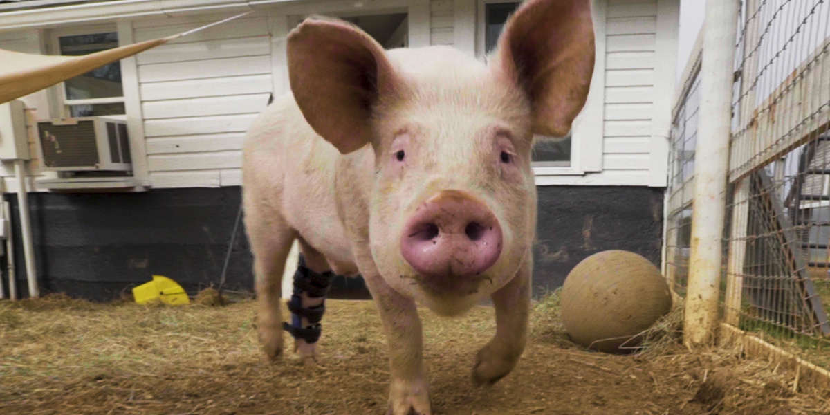 People Find Pig In Hurricane And Make Him Their Son - Videos - The Dodo