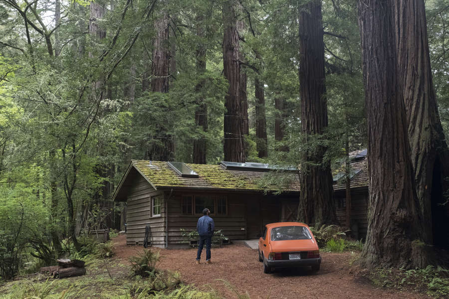 The OA Tree Conversation, Explained: Can Trees Really Talk to Each ...