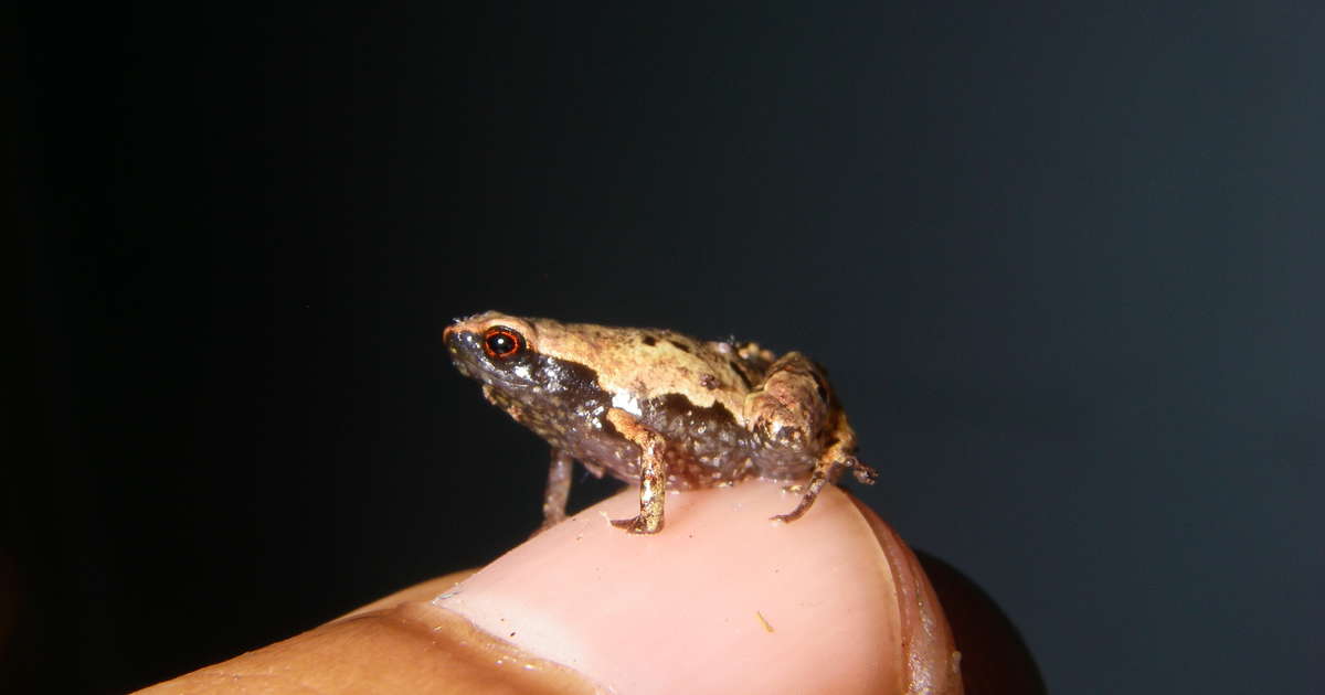 Newly Discovered Genus Of Mini Frogs Are Smaller Than A Fingernail ...