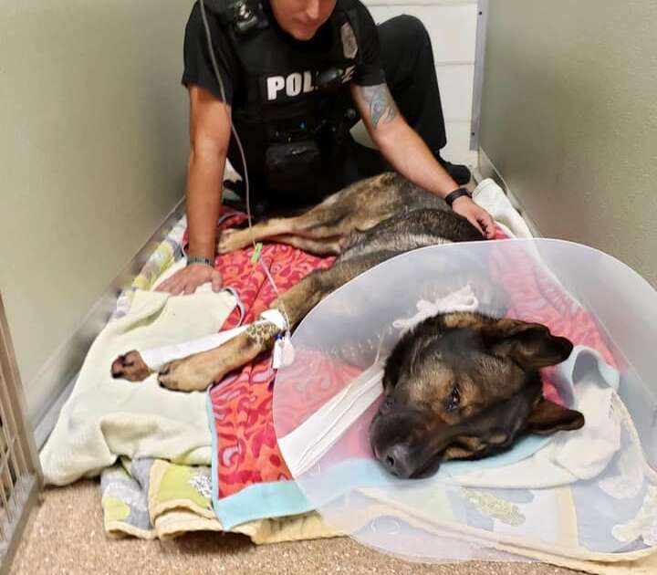 Florida Police Officer Comforts His Injured K9 Partner At The Hospital ...