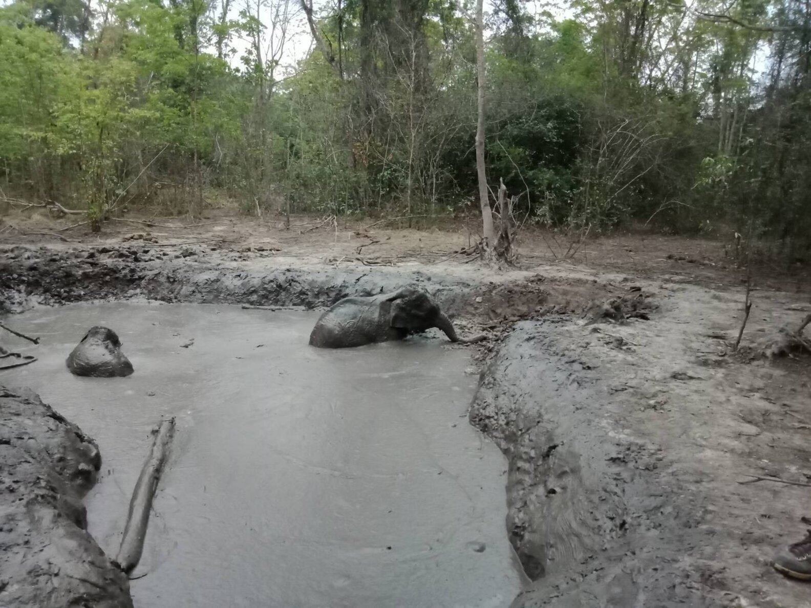 Six Baby Elephants Get Stuck In Mud Pit - The Dodo