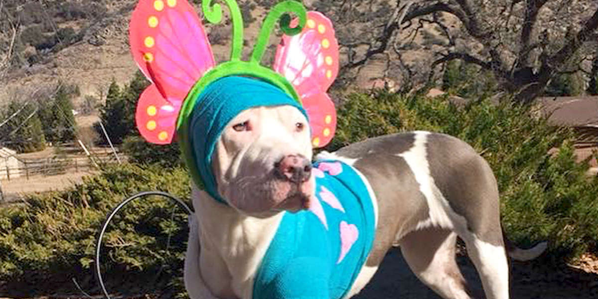 This Pittie Puppy Was Completely Transformed By Love - Videos - The Dodo