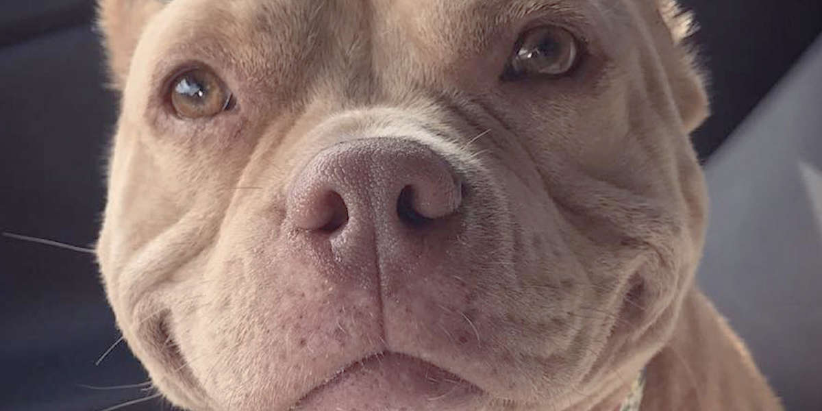 This Pittie's Perfect Smile Got Her Rescued - Videos - The Dodo