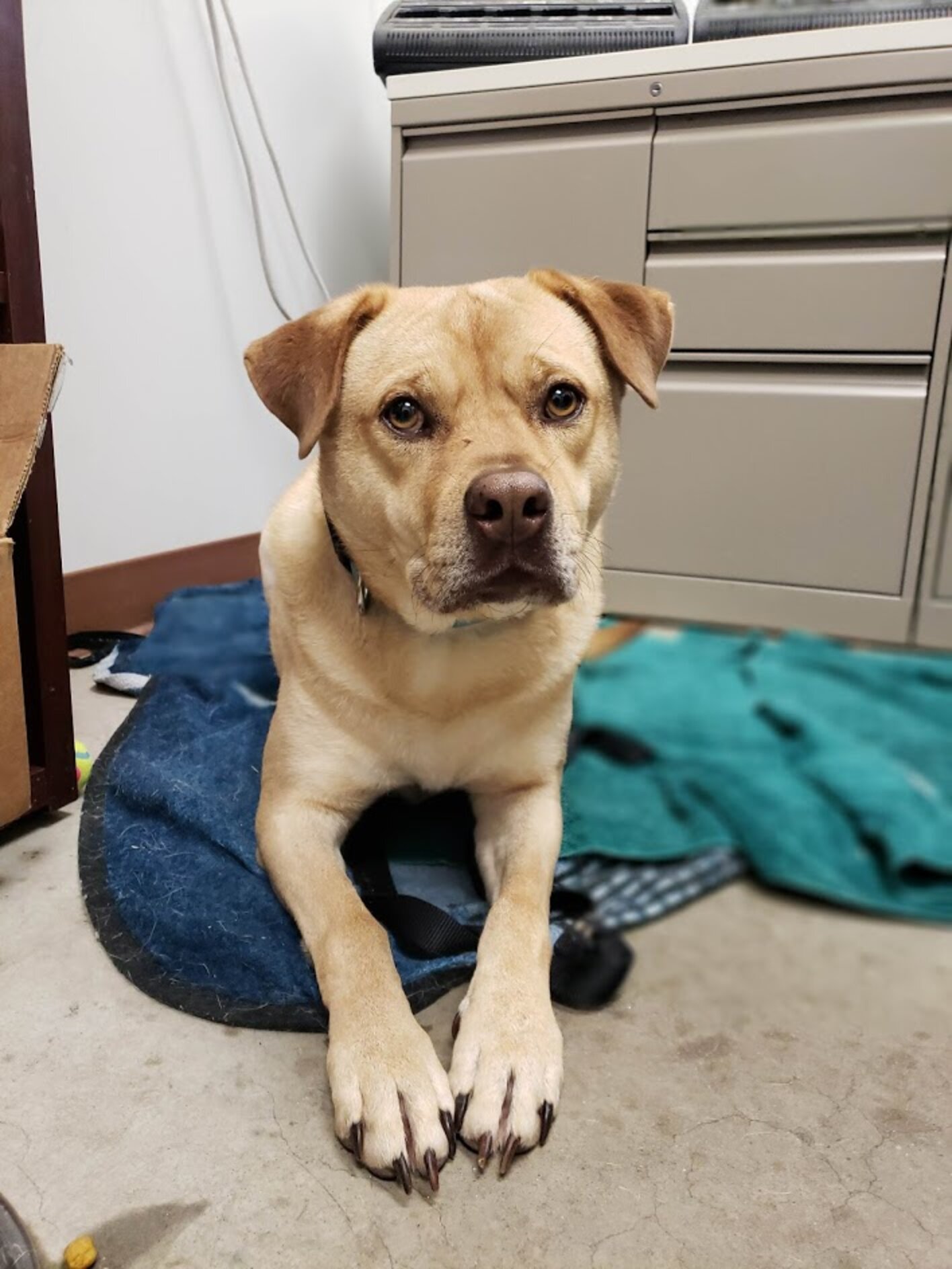 Shelter Dog Steals Everyone's Stuff - The Dodo