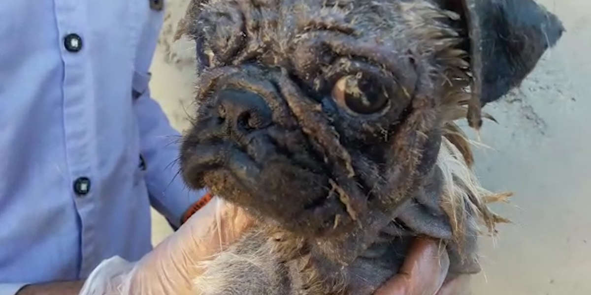 Woman Flies Over A Continent To Rescue Sick Pug From Another Country ...