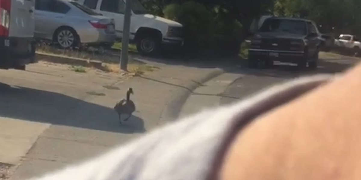 Goose Randomly Starts Following Man Wherever He Goes - Videos - The Dodo
