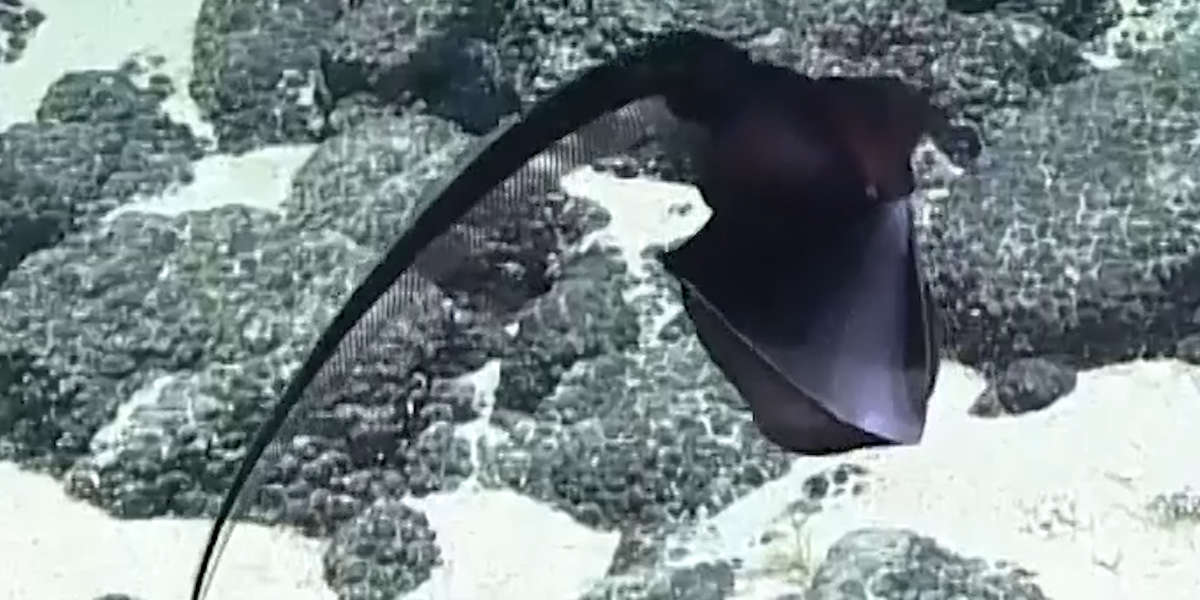 Rarely Seen Sea Creature Puffs Up Like A Big Balloon - Videos - The Dodo