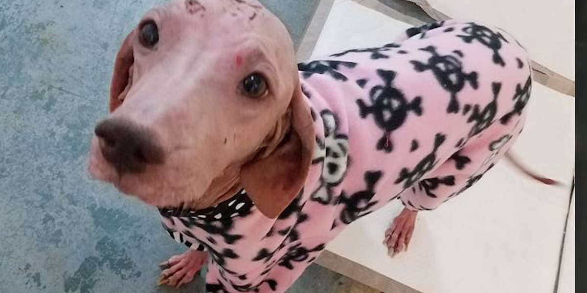 Hairless Dog Found In Desert Makes A Total Transformation - Videos ...