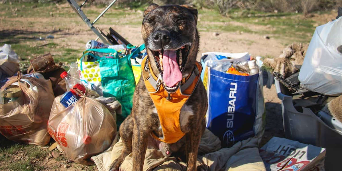 Dog Is Very Good At Recycling - Videos - The Dodo