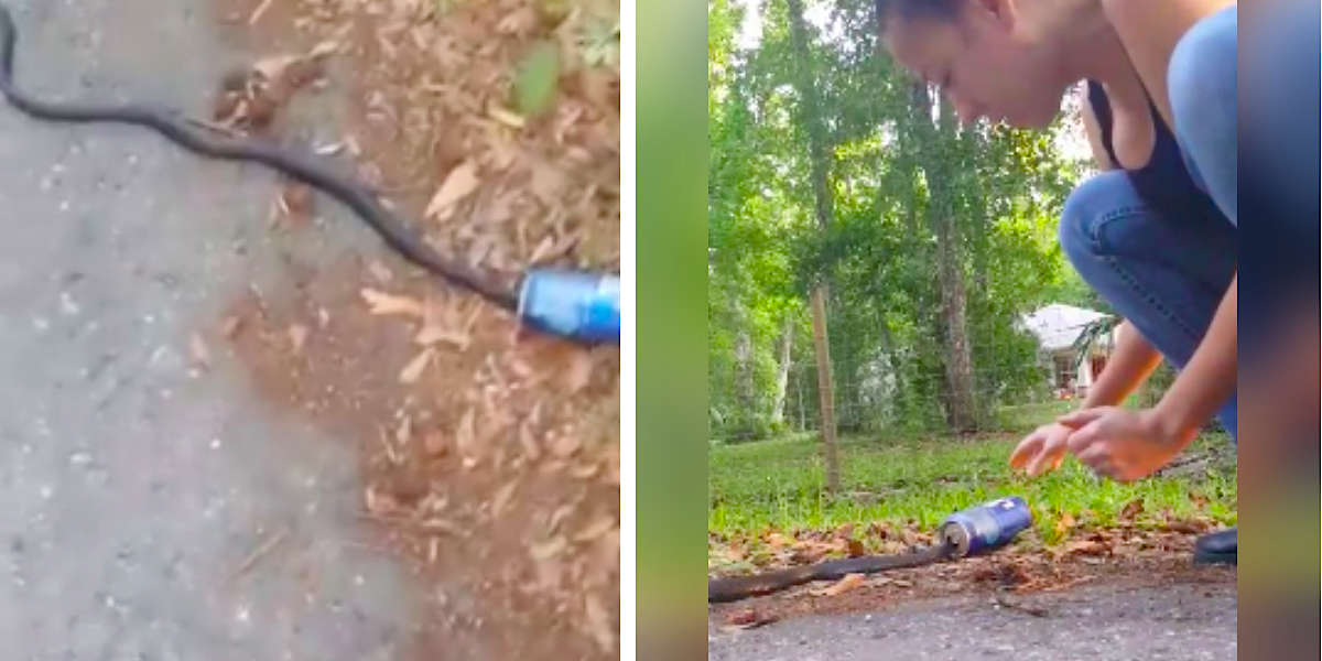 Woman Saves Snake Who Got Stuck In Bud Light Can - The Dodo