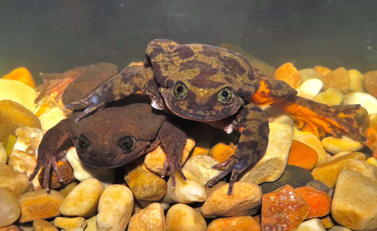 Rare Sehuencas Water Frogs Move In Together In Hopes To Save Species ...
