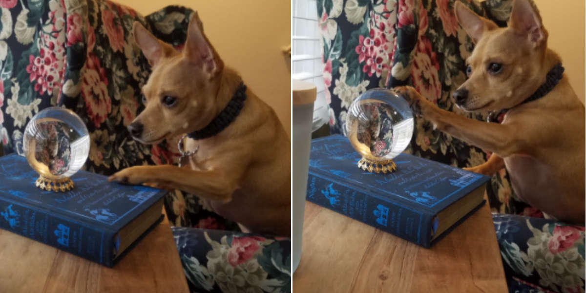 This Dog Is Obsessed His Mom's Crystal Ball For The Best Reason - The Dodo