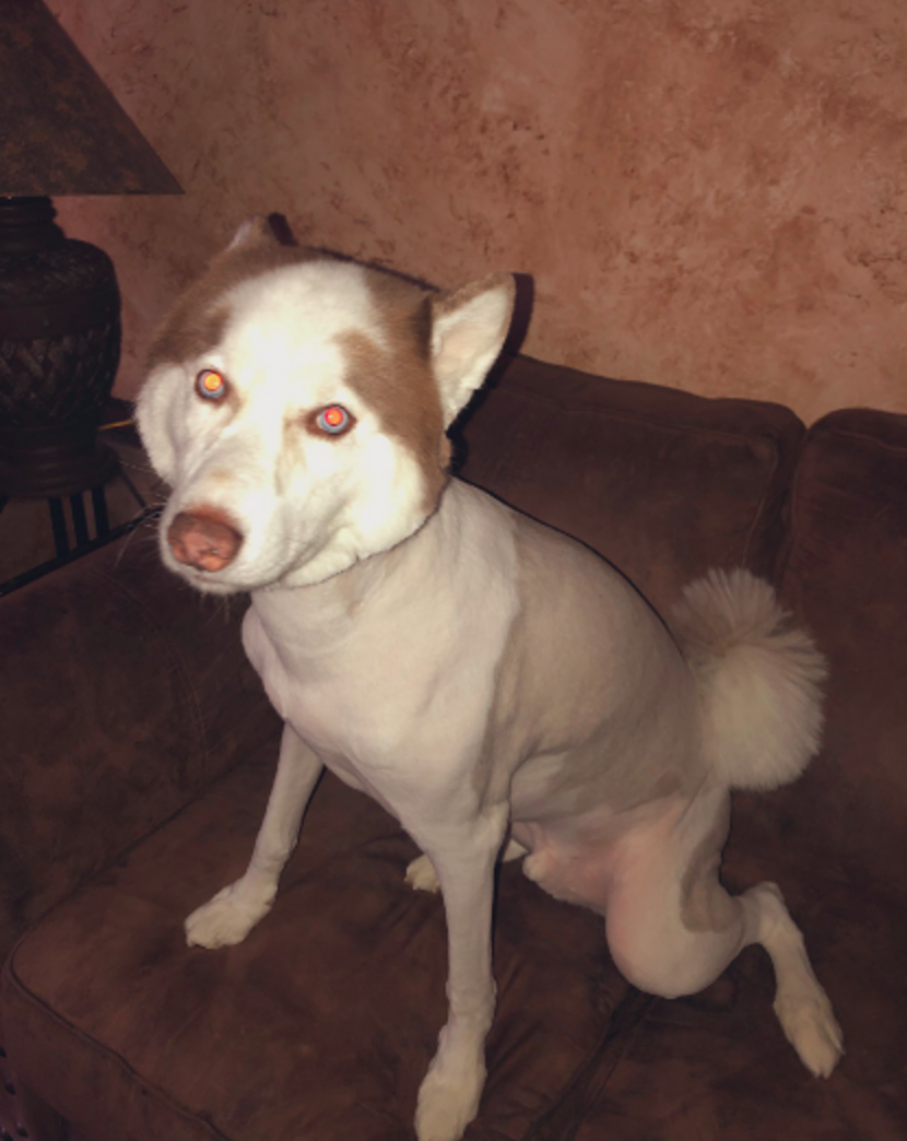 Husky Gets Hilariously Bad Haircut After Groomer Miscommunication - The ...