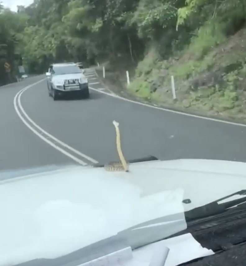 Snake Hitches Ride On Family's Car - The Dodo