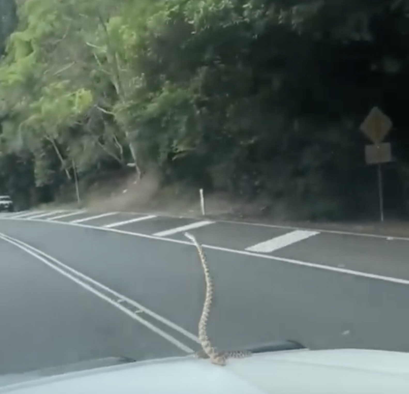 Snake Hitches Ride On Family's Car - The Dodo