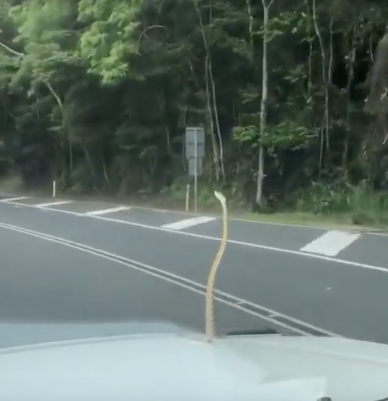 Snake Hitches Ride On Family's Car - The Dodo
