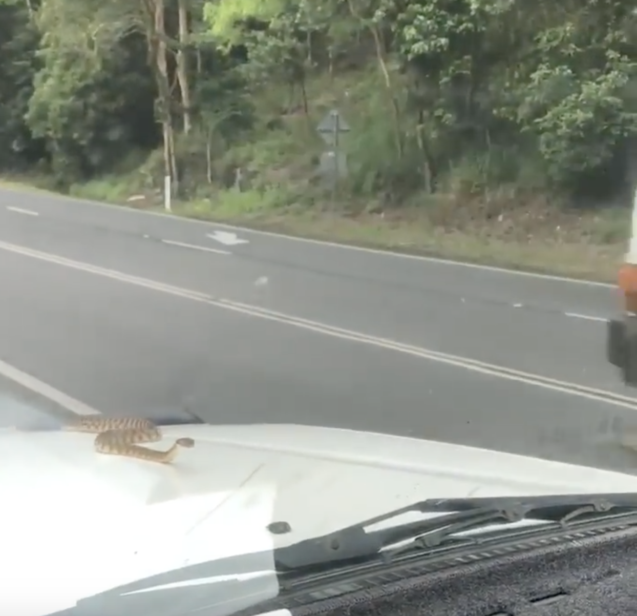 Snake Hitches Ride On Family's Car - The Dodo