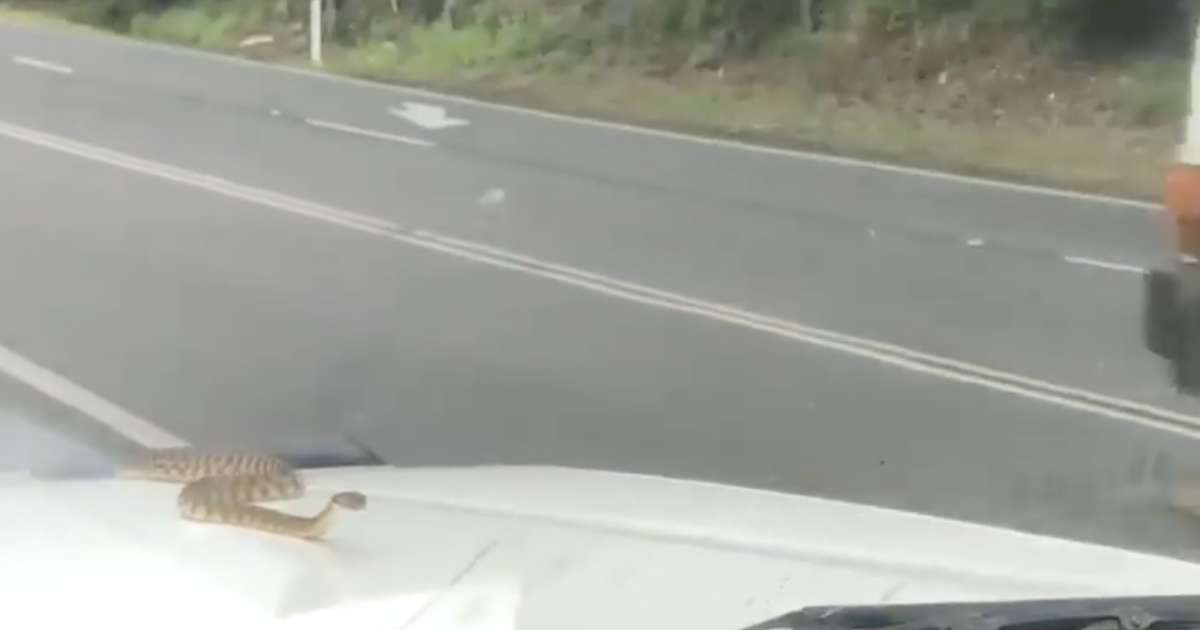Snake Hitches Ride On Family's Car - The Dodo