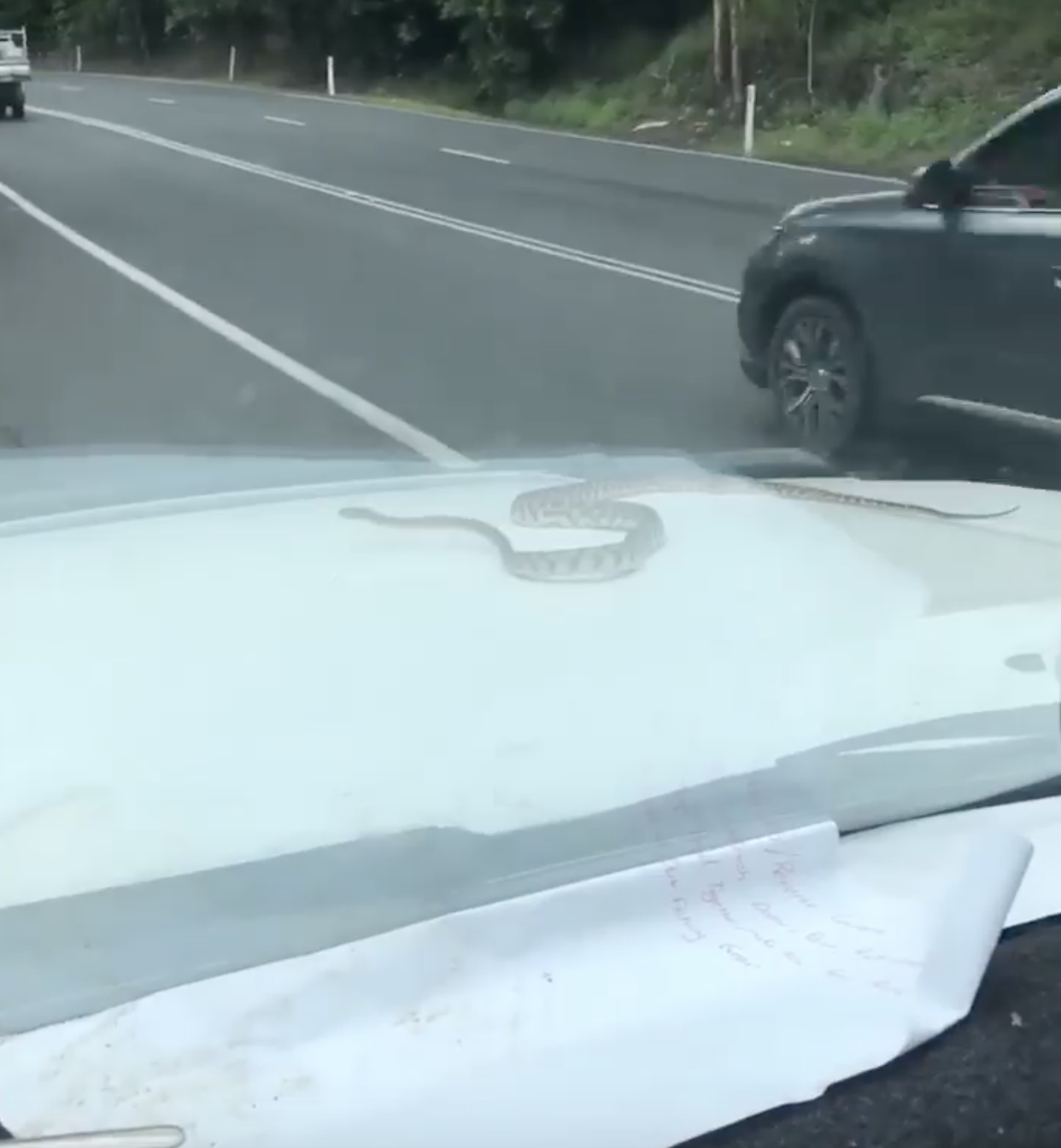 Snake Hitches Ride On Family's Car - The Dodo