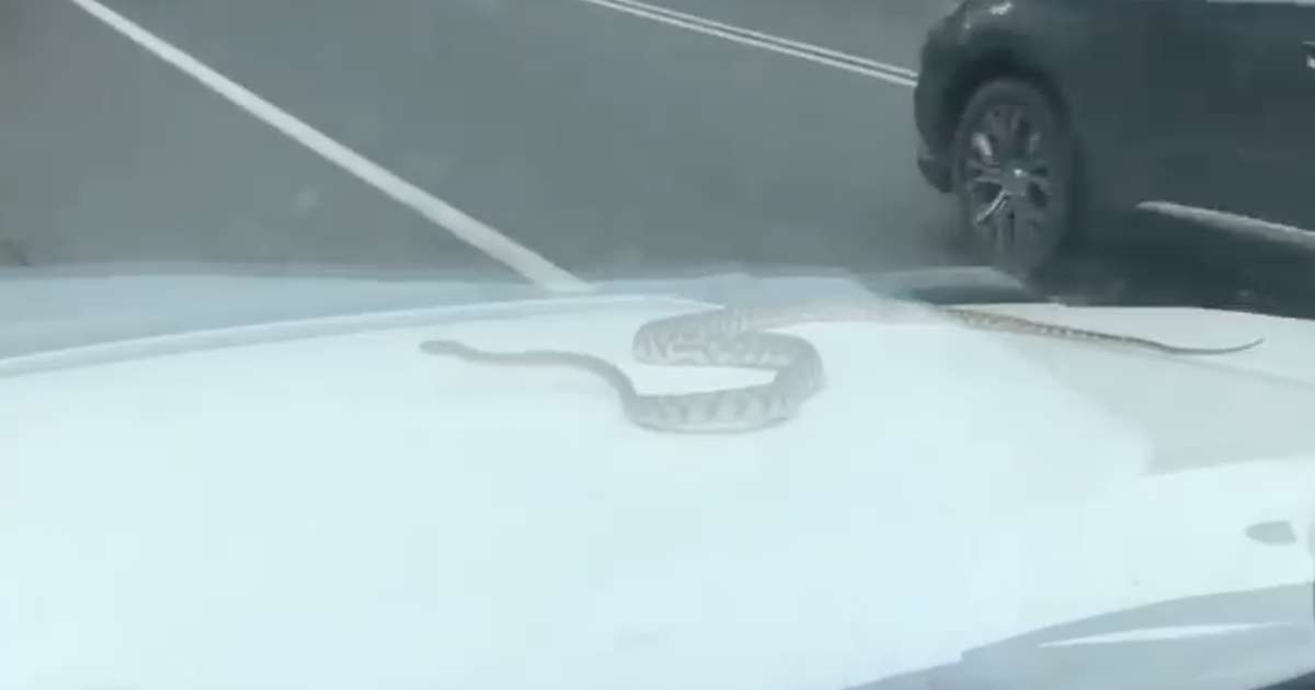 Snake Hitches Ride On Family's Car - The Dodo