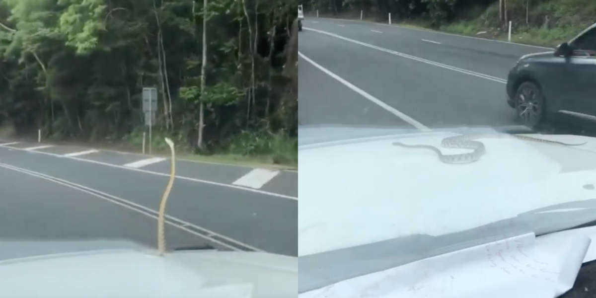 Snake Hitches Ride On Family's Car - The Dodo