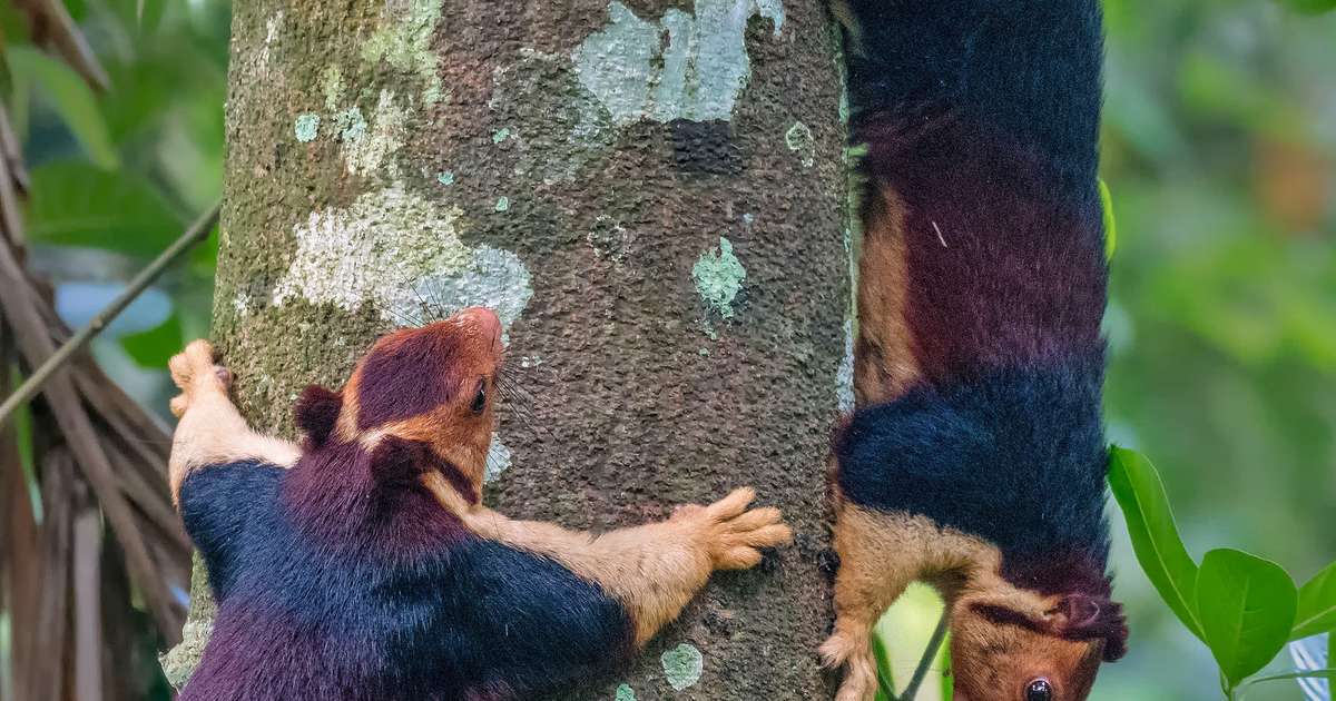 These Giant Multicolored Squirrels Are Totally Real - The Dodo
