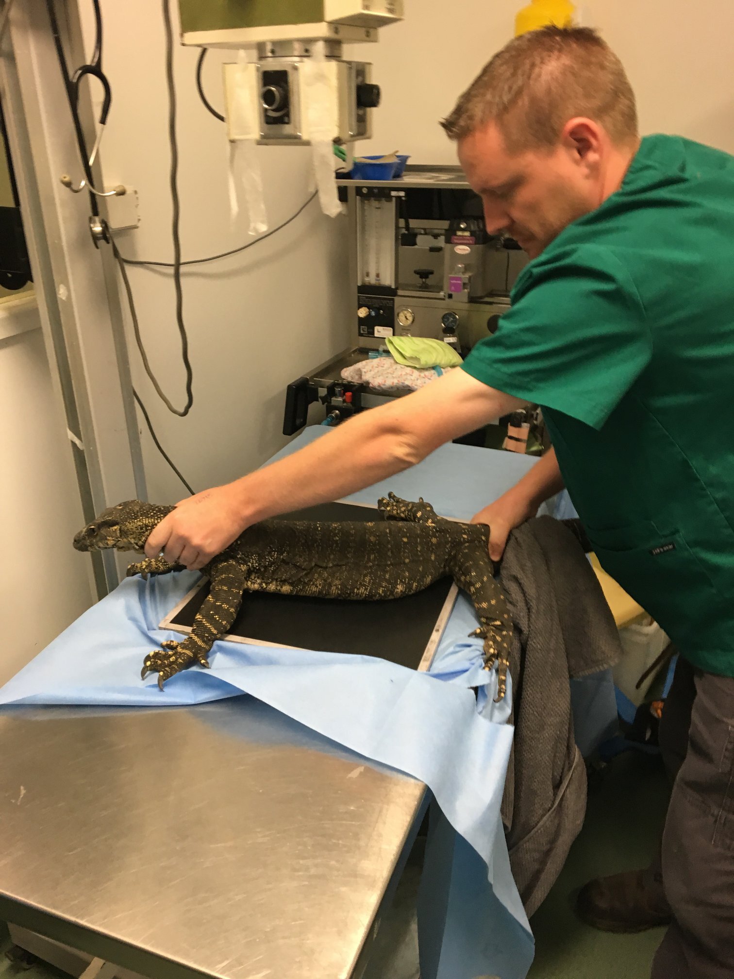 Goanna Accidentally Swallows 6 Golf Balls - The Dodo