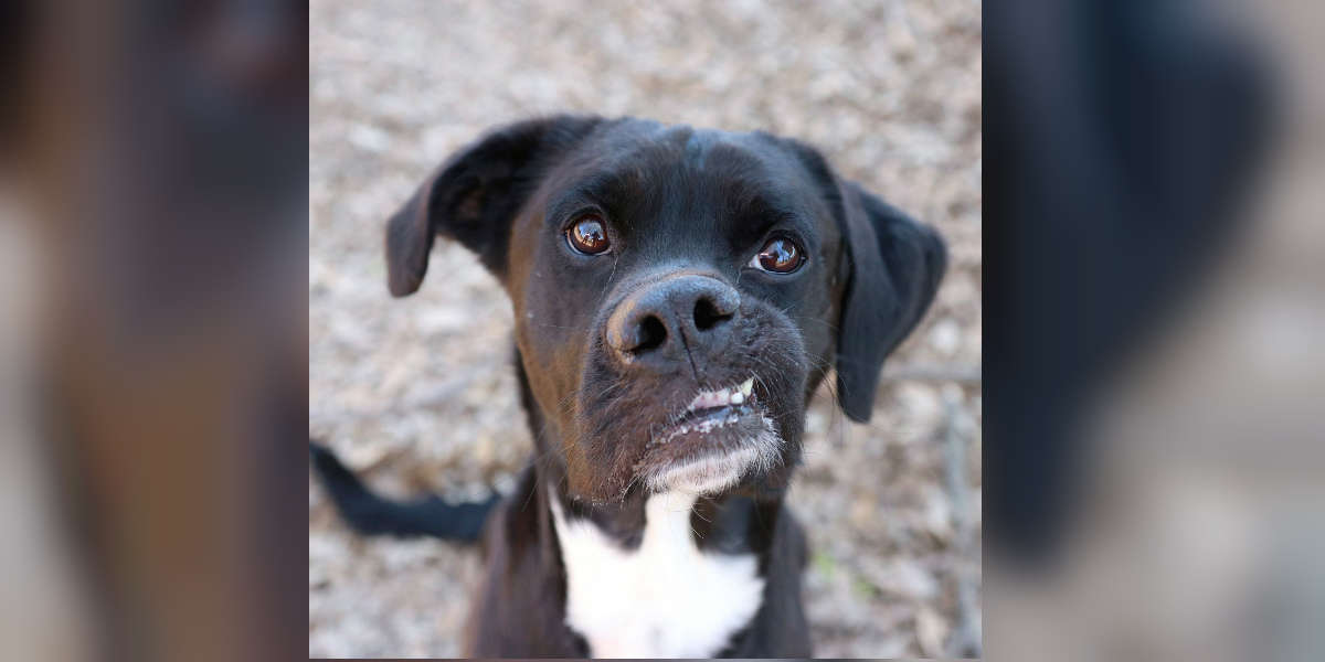 Dog With Crooked Smile Shows Up In Georgia Shelter - The Dodo