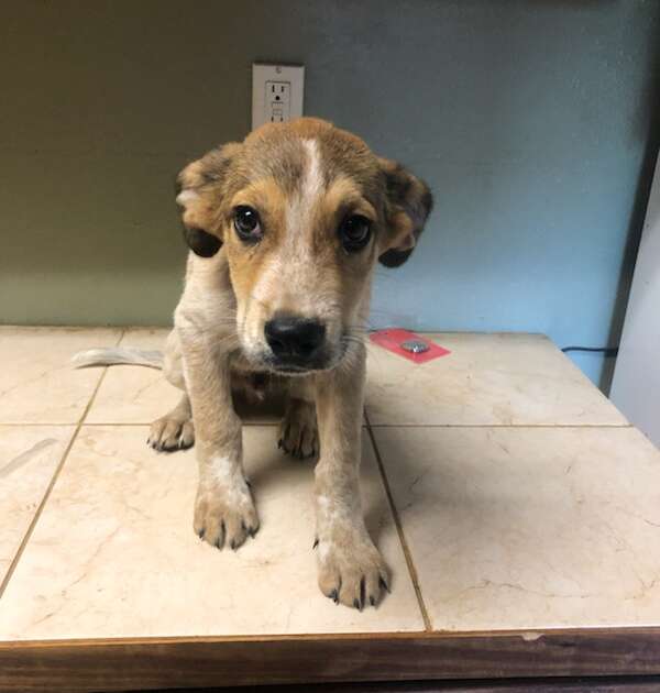 Puppy Found Abandoned In A Park - The Dodo
