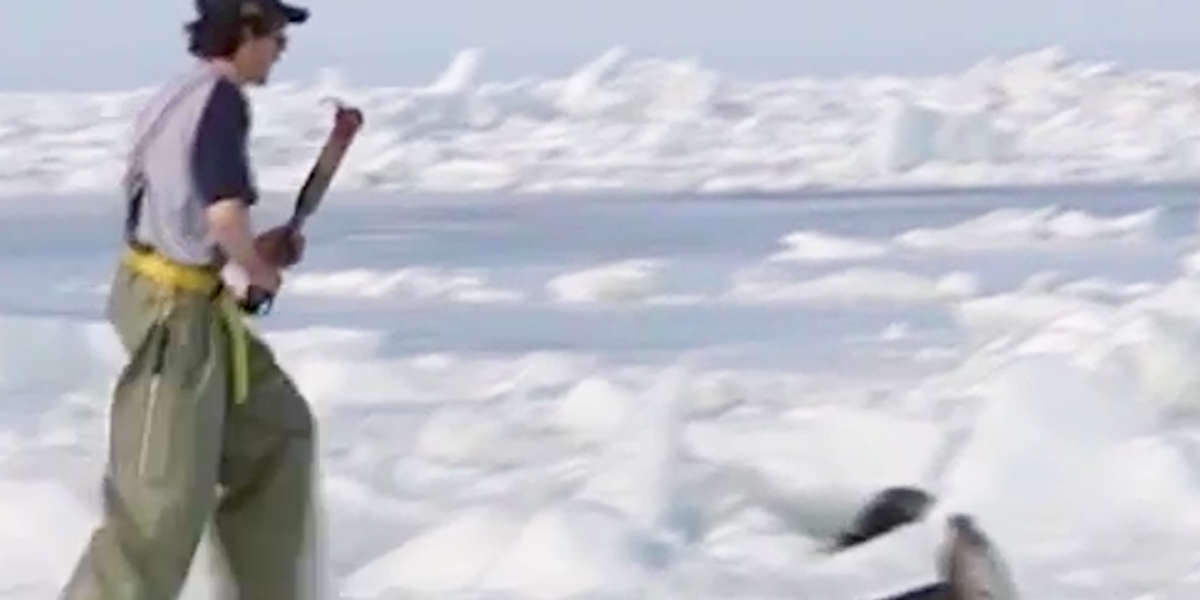 Commercial Canadian Seal Hunt Kills Thousands Of Baby Seals Every Year ...