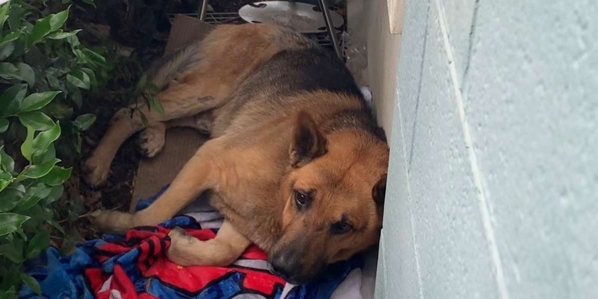 Stray Dog Too Scared To Move Completely Transforms With Love - Videos ...