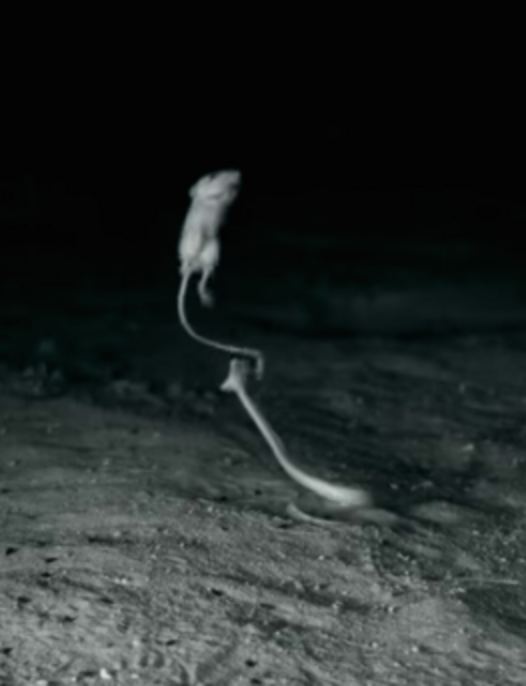 Kangaroo Rat Uses Ninja-Like Moves To Fight Off Snake - The Dodo