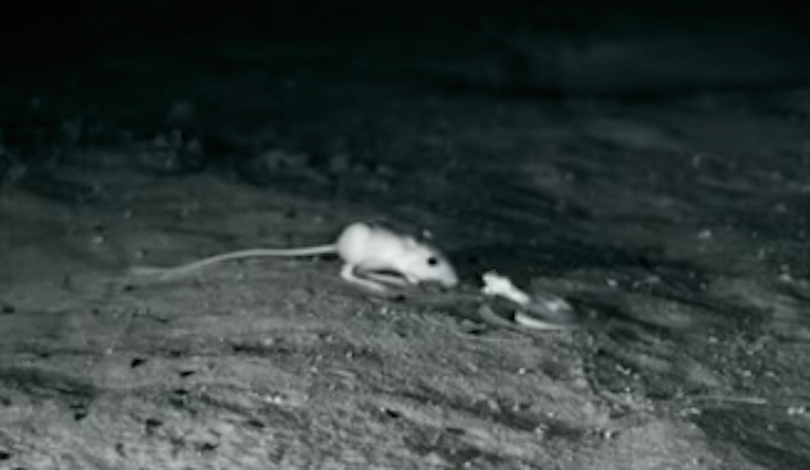 Kangaroo Rat Uses Ninja-Like Moves To Fight Off Snake - The Dodo
