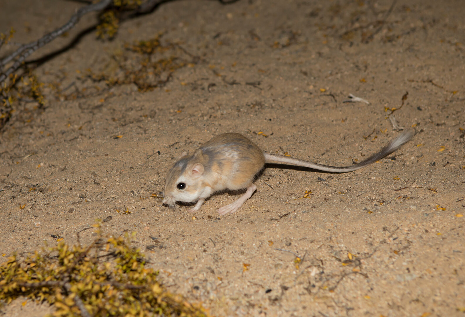 Kangaroo Rat Uses Ninja-Like Moves To Fight Off Snake - The Dodo