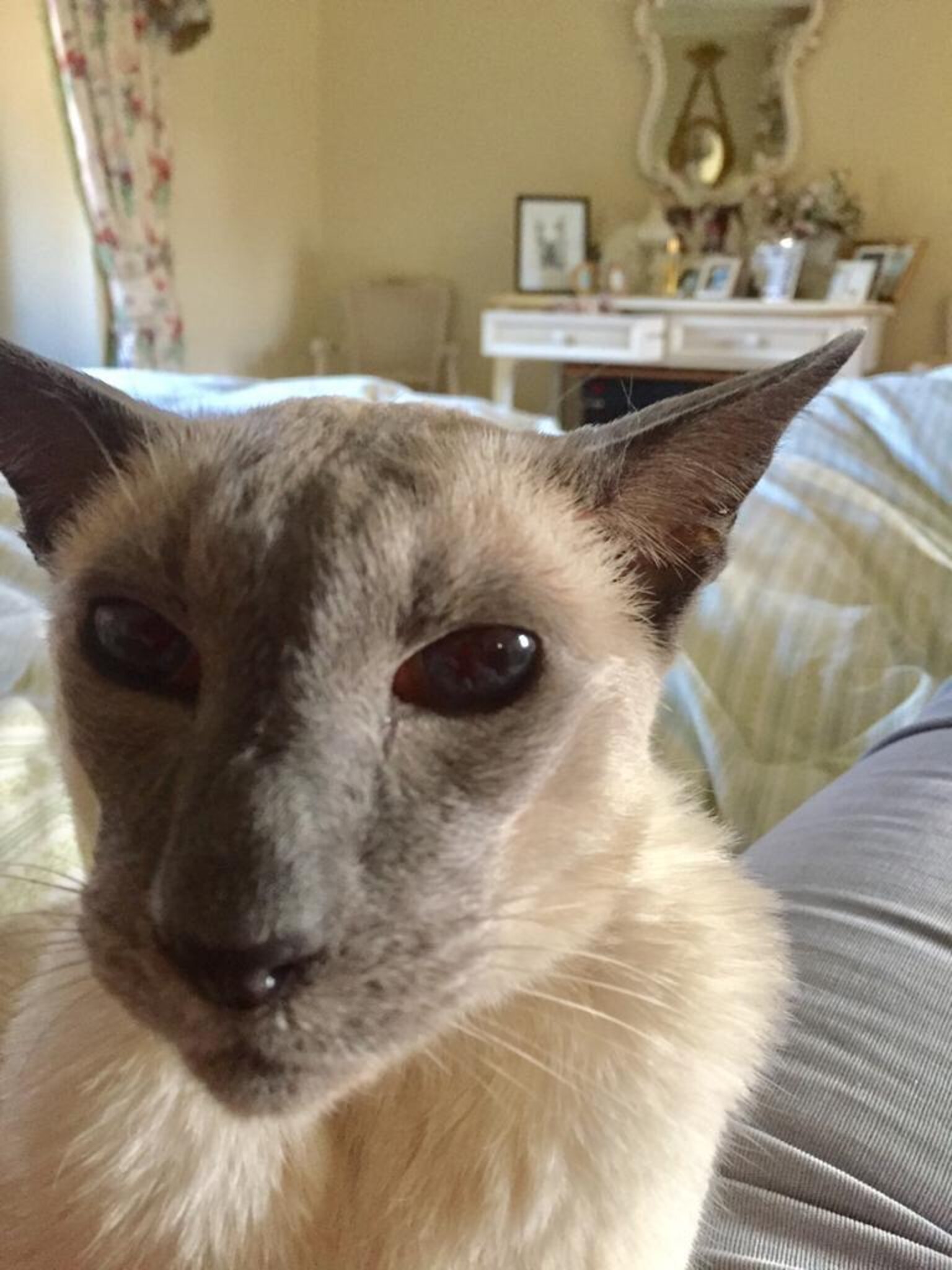 Family Uses Special Sling For Needy Senior Siamese Cat With Arthritis ...