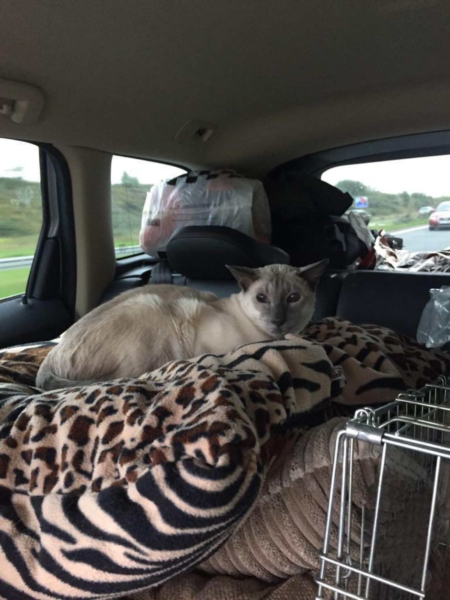 Family Uses Special Sling For Needy Senior Siamese Cat With Arthritis ...