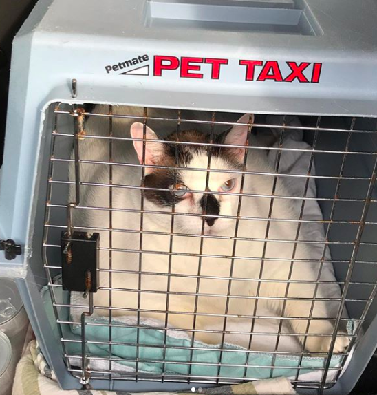 Meet Barsik: The Fattest Cat In New York Is Looking For A Home - The Dodo