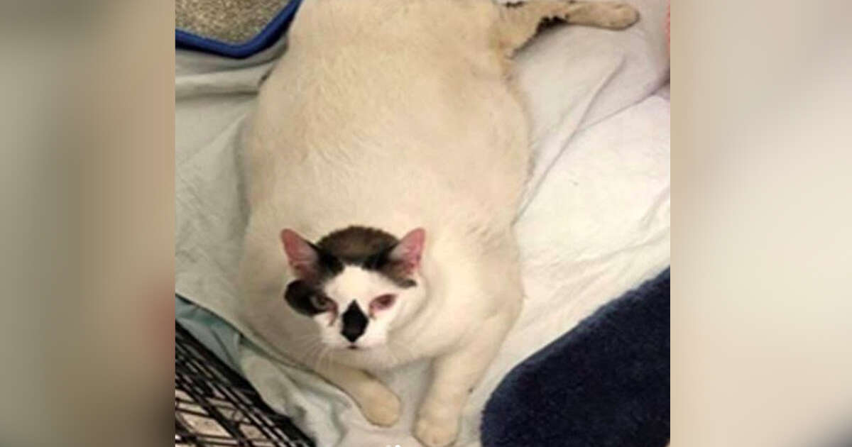 Fattest Cat In The World Meet Barsik: The Fattest Cat In New York Is
