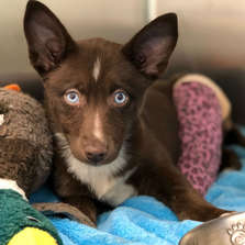 The Dodo - For Animal People