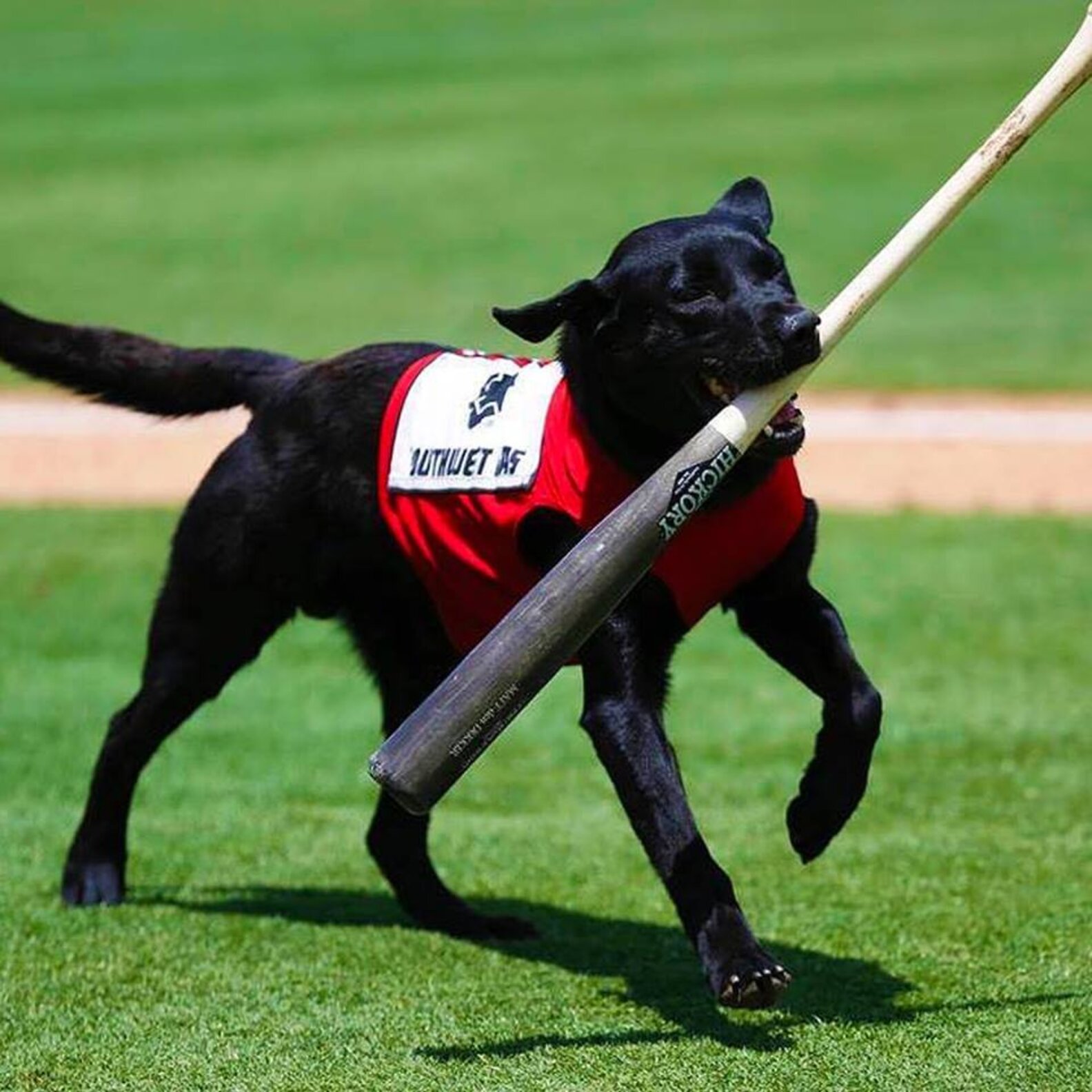 Crowd Justifiably Boos Baseball Umpire For Snubbing Adorable Bat Dog ...