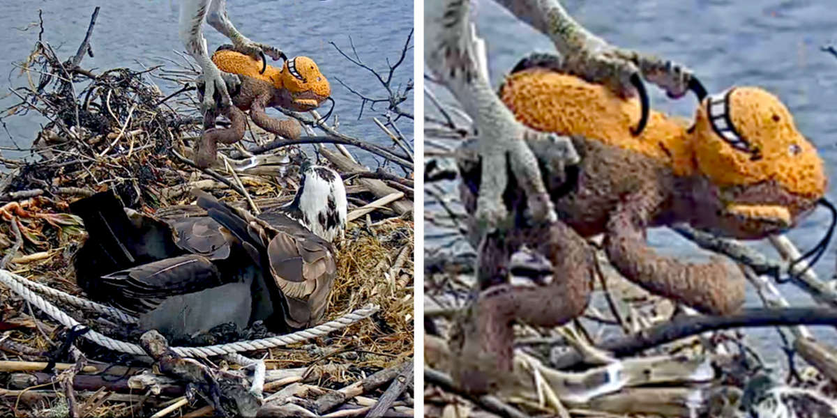 Wild Osprey Seen Returning To Nest Carrying A Plush Orange Monkey - The ...