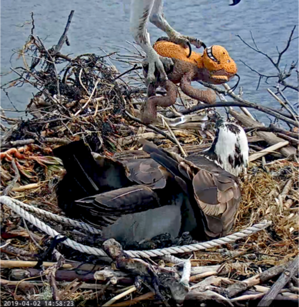Wild Osprey Seen Returning To Nest Carrying A Plush Orange Monkey - The ...