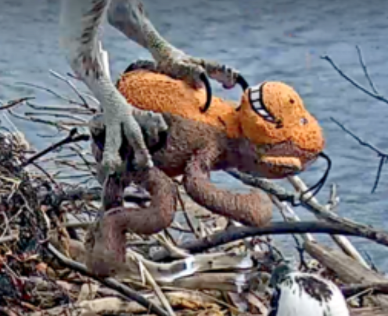 Wild Osprey Seen Returning To Nest Carrying A Plush Orange Monkey - The ...