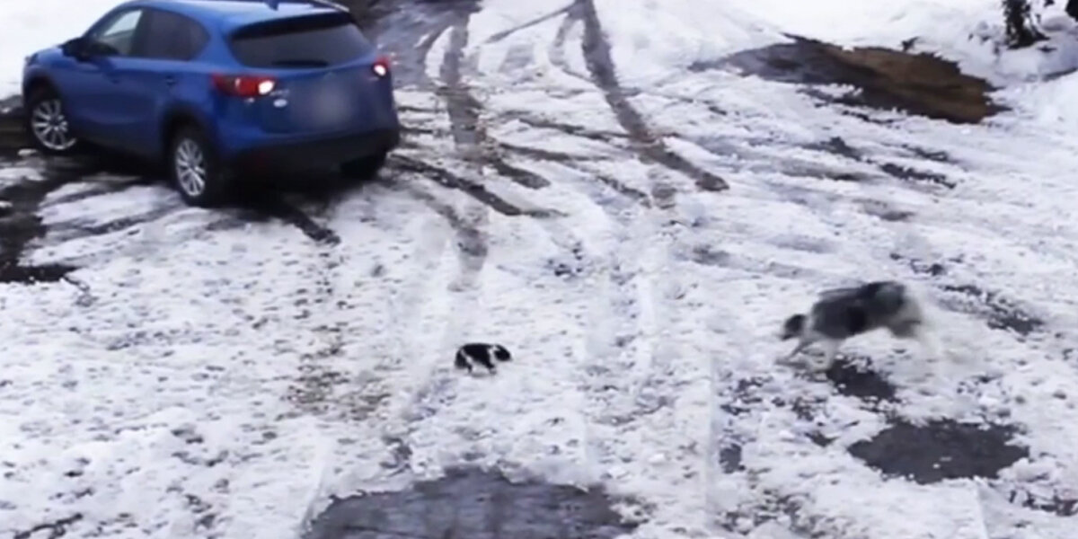 Incredible Video Shows Hero Dog Save Pup Who Was About To Be Run Over ...